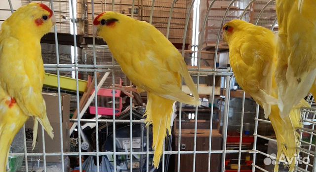 Новозеландский попугай (какарик), неразлучник