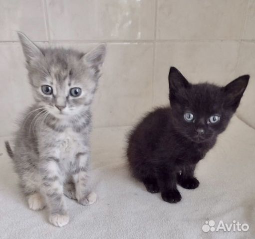 Коотята мальчики в добрые руки бесплатно