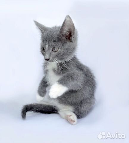 Котенок Лика в дар