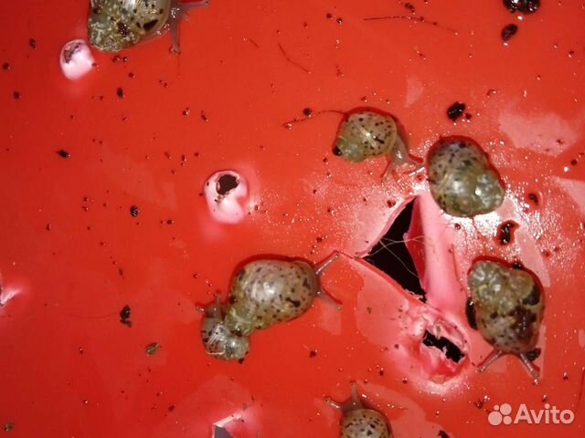 Улитки ахатины тëмные