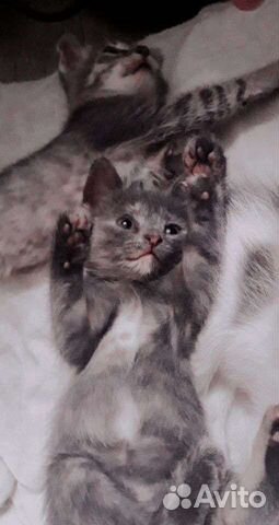 Кошки