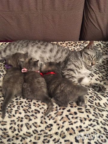 Шотландские котята