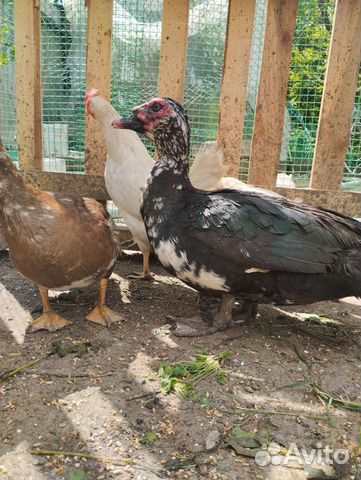 Селезень индоутки