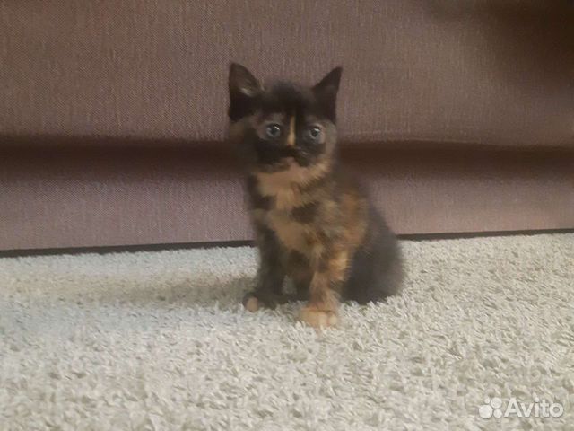 Кошка мама британка