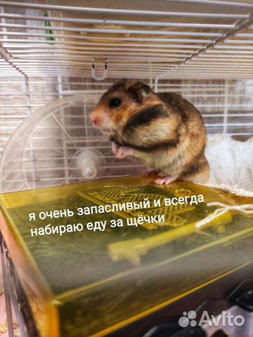 Сирийские хомячки как бурундучки