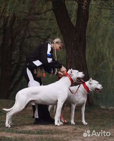 Аргентинский дог. Щенки аргентинского дога