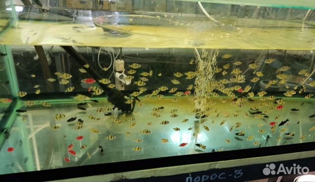 Барбусы, скалярии, сомы