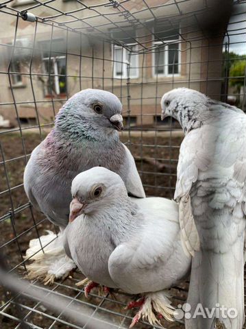 Голуби касаны