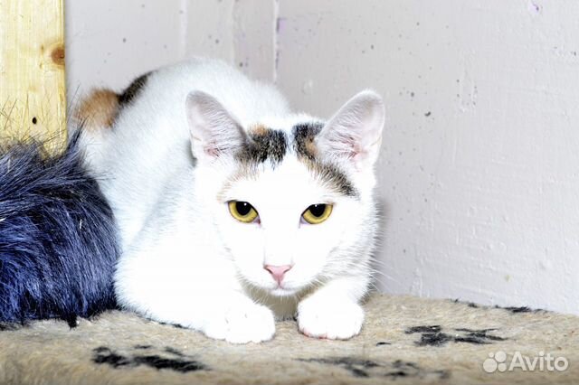 Кошечка Белла ищет дом