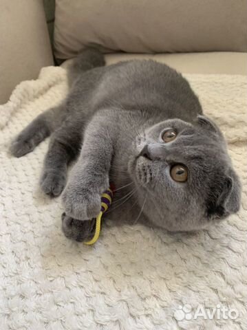 Котёнок Скотиш фолд