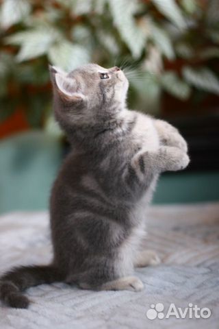Котенок Красотка