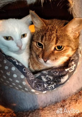 Кошечки ищут дом, 2 года, очень ласковые