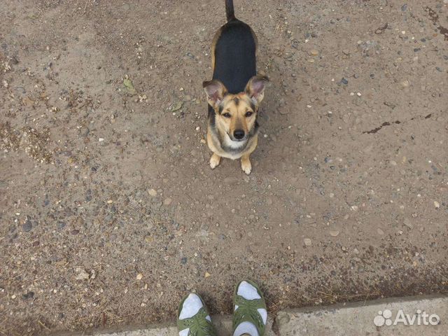 Малорослая собачка в добрые руки