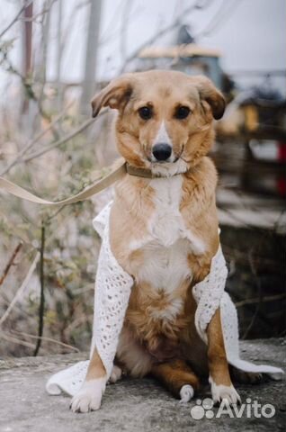 Чудесная собака Молли