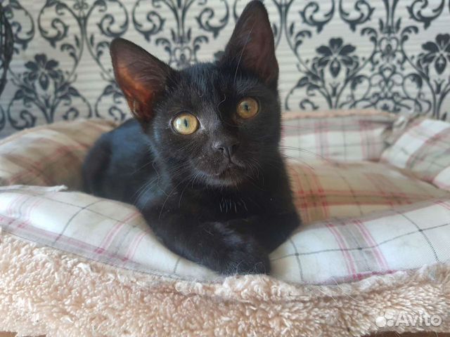 Котёнок