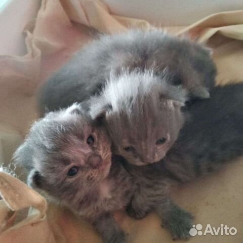 Котятки в добрые руки