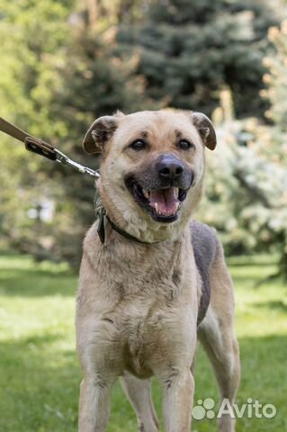 Очаровашка Мальта в добрые руки