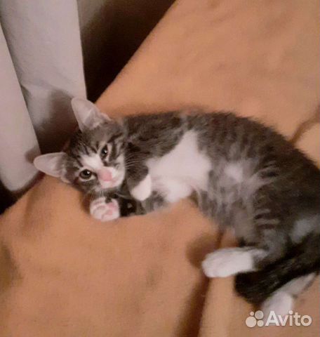 Котенок девочка 2 месяца