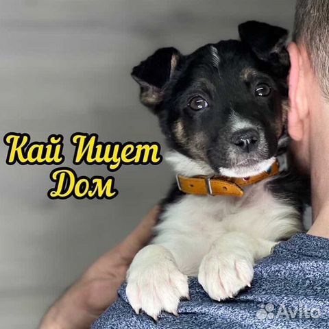 Метис Бордер Колли