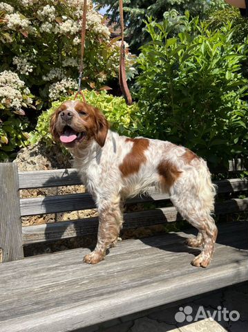 Эпаньоль Бретон