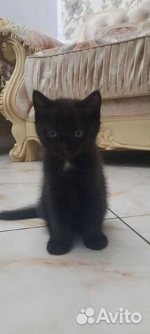 Кошка в дар