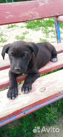 Собака в добрые руки(мальчик/порода неизвестна)