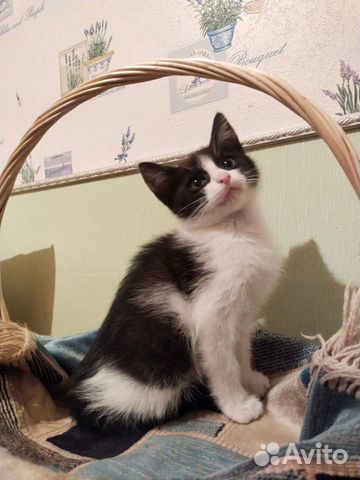 Котенок