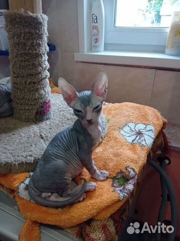 Донской сфинкс ластик