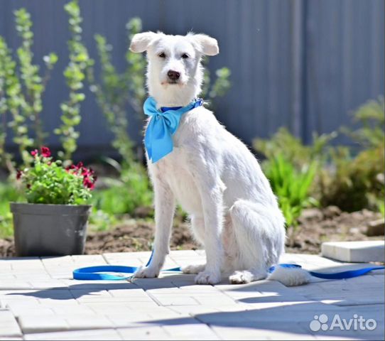 Собака в дар