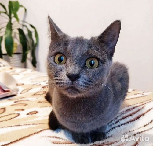 Кошка 9 месяцев в дар, стерилизована