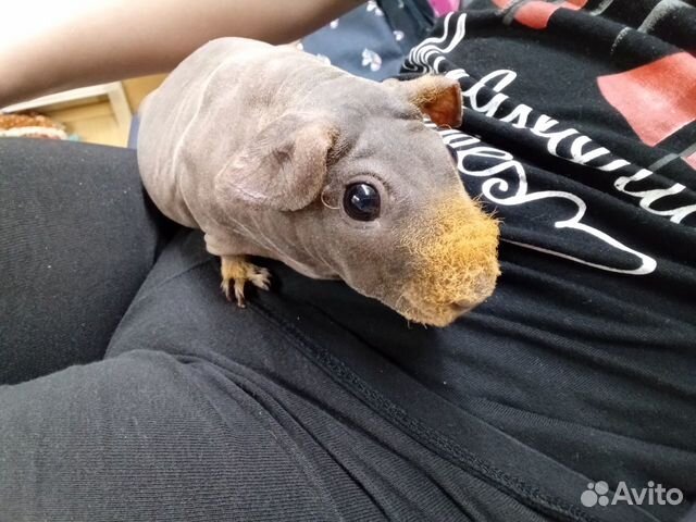 Лысая морская свинка скинни с клеткой дюна