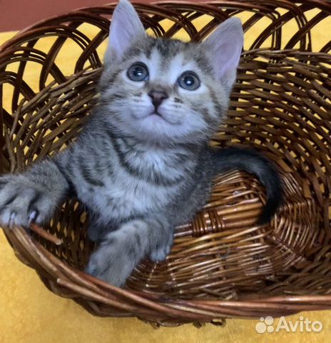 Найденыш ищет дом