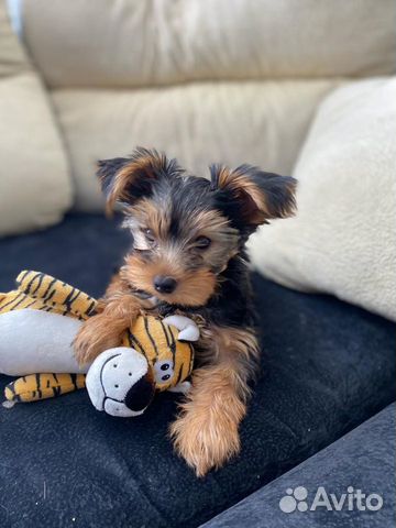 Йоркширский терьер