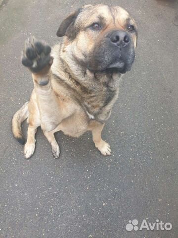 Бульмастиф для вязки