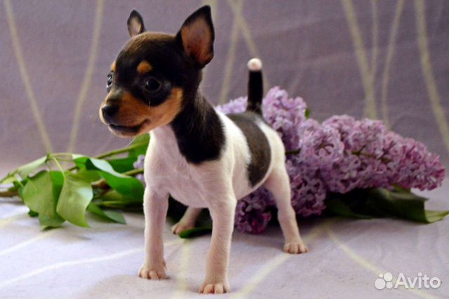 Той-фокстерьер девочка