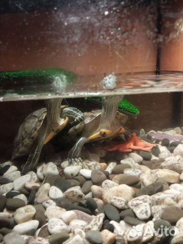 Красноухие черепашки