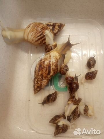 Улитки ахатины