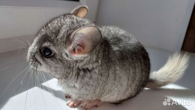 Шиншилла мальчик