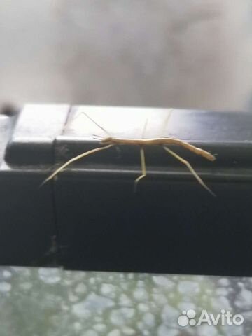 Маленькие палочники