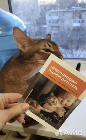 Абиссинец вязка