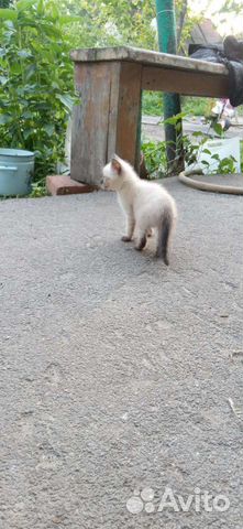 Котята ищут маму и папу