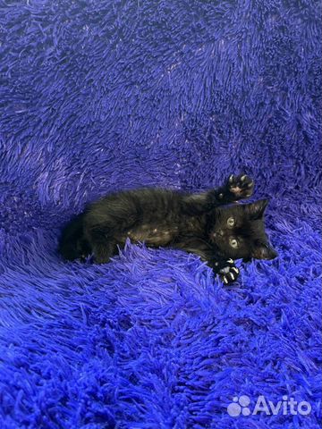 Котенок черный. 1,5 мес. Озорной