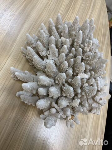 Коралл натуральный