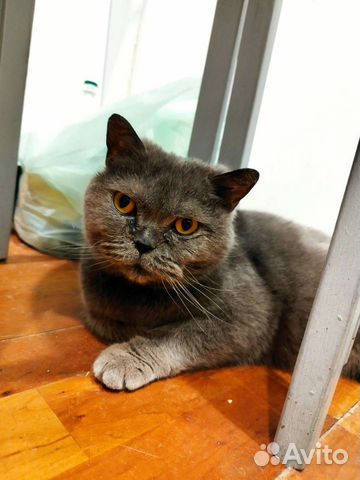Британская короткошерстная кошка