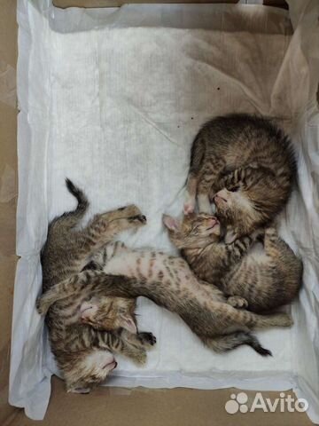 Котята-найденыши в добрые руки