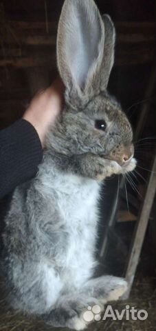 Кролики породы фландр