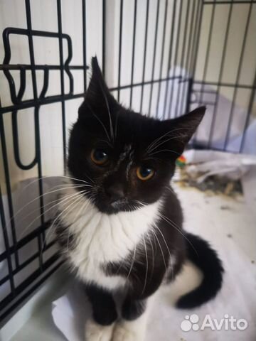 Малышка ищет дом