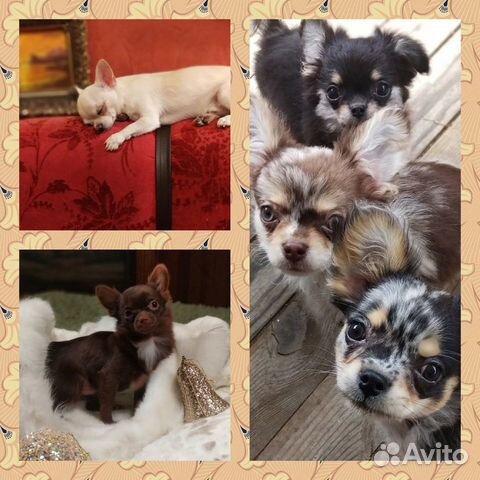 Щенки чихуахуа