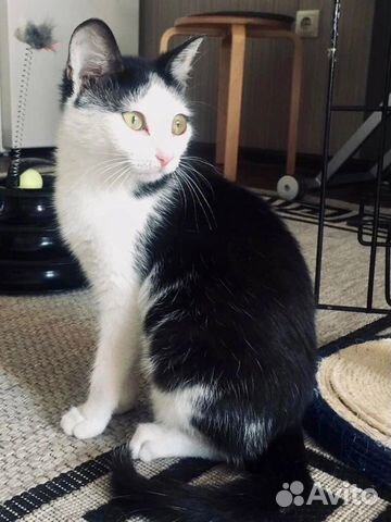 Очень хорошенькая кошечка-подросточек Эля