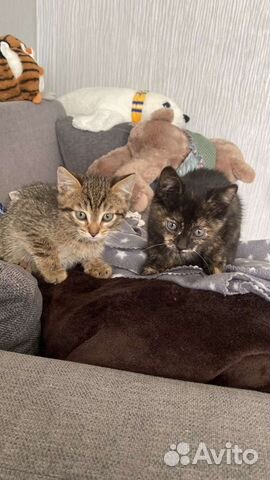 Котятки в добрые руки